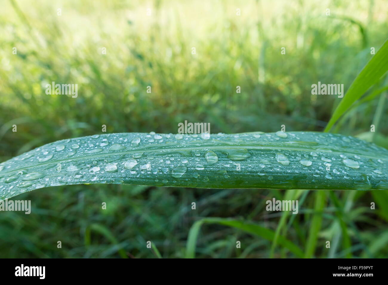 dew on grass Stock Photo - Alamy