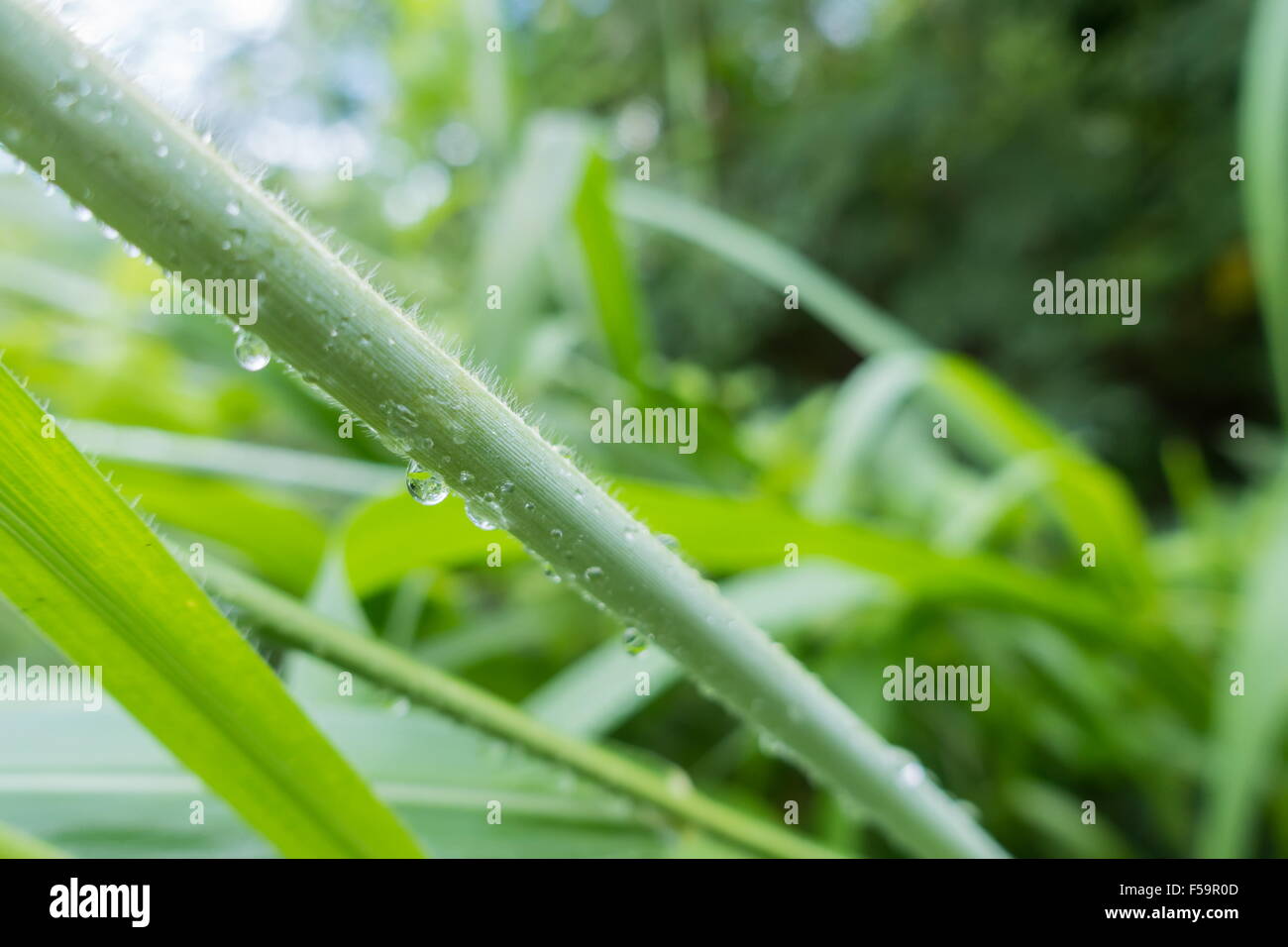 Dew close up on grass hi-res stock photography and images - Alamy