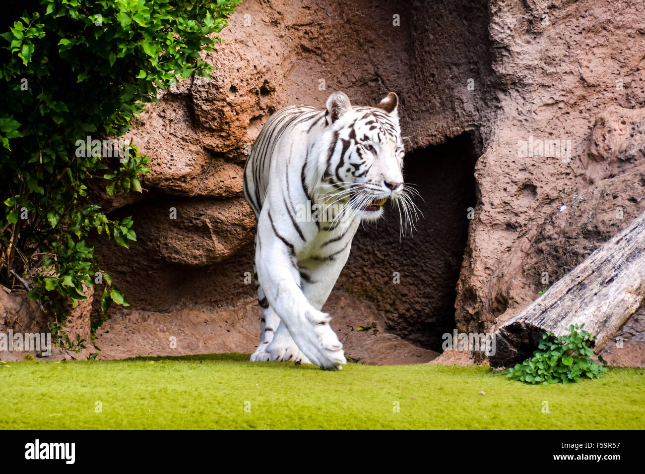 Rare White Striped Wild Tiger Stock Photo - Alamy