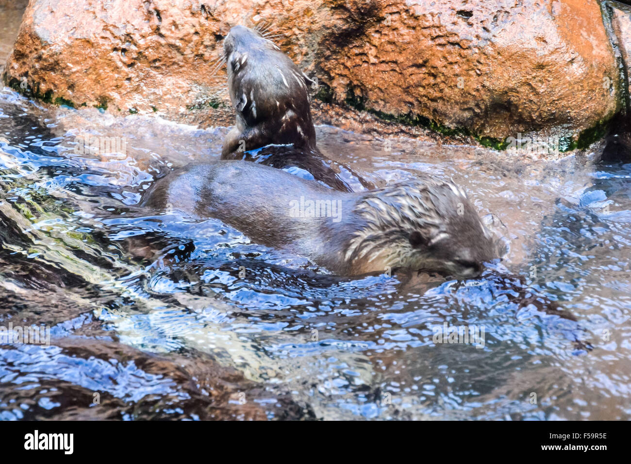 Mammal Nutria Aonix Cinerea Stock Photo - Alamy