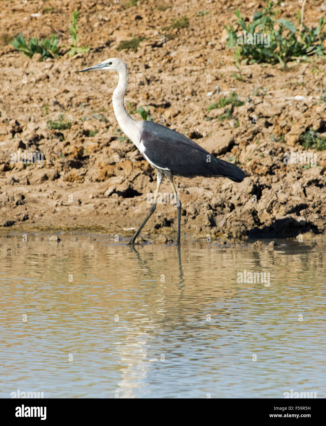 White necked Pacific heron, Ardea pacifica, wading & reflected in calm ...