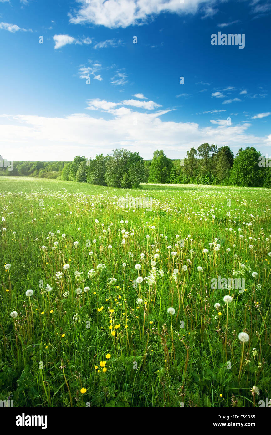 Field with dandelions Stock Photo - Alamy