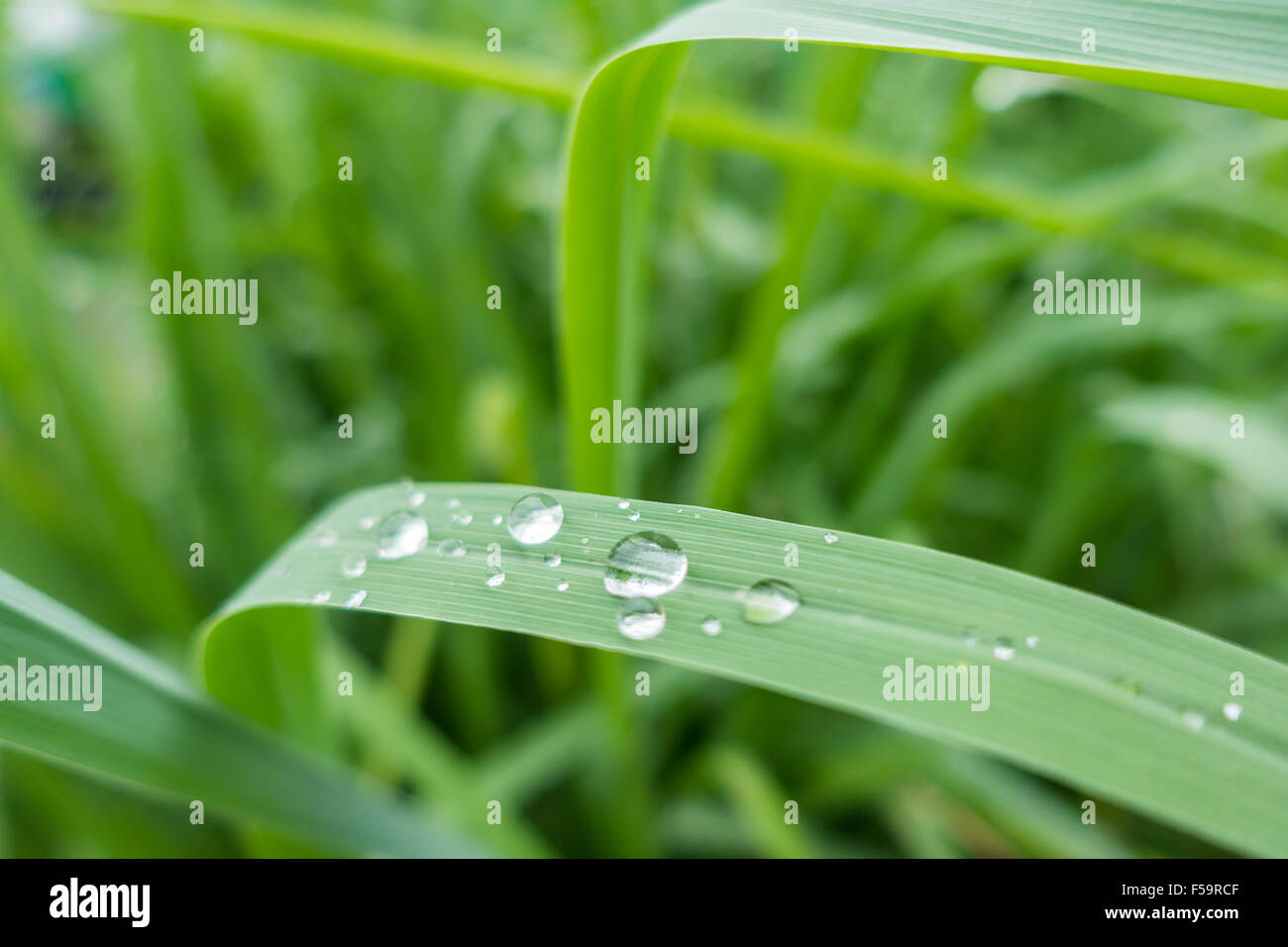 dew on leaf Stock Photo - Alamy