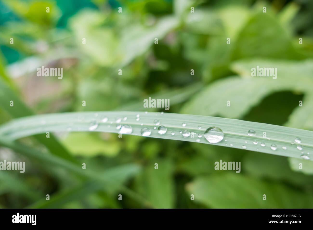 dew on leaf Stock Photo - Alamy
