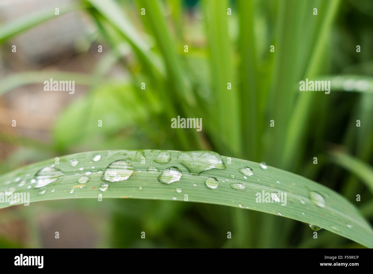 dew on leaf Stock Photo - Alamy