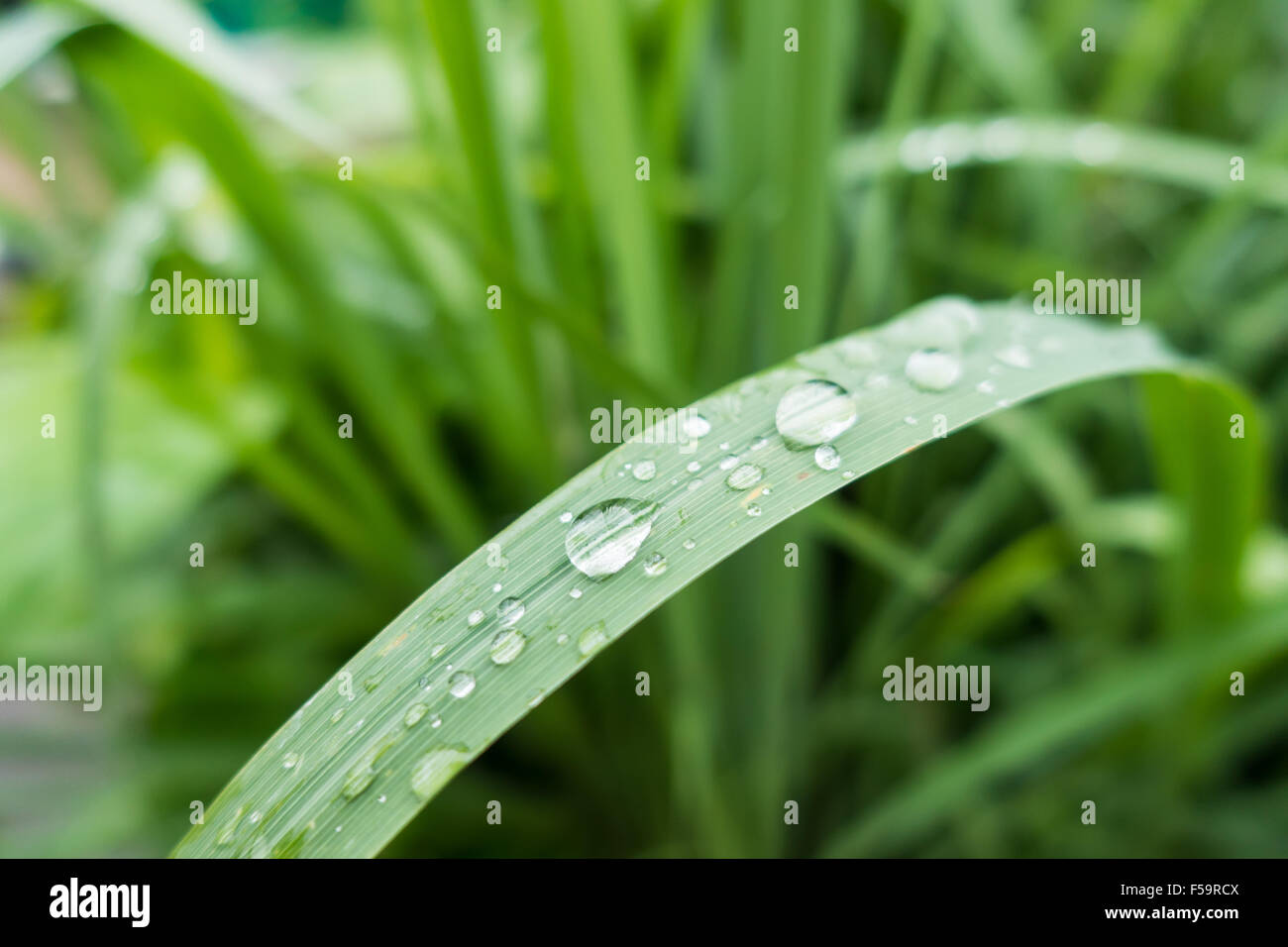 dew on leaf Stock Photo - Alamy
