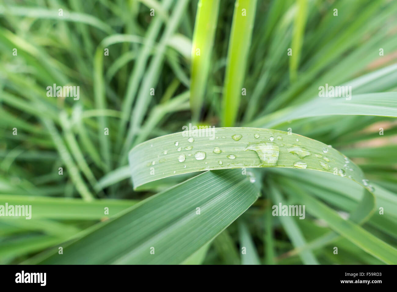 dew on leaf Stock Photo - Alamy