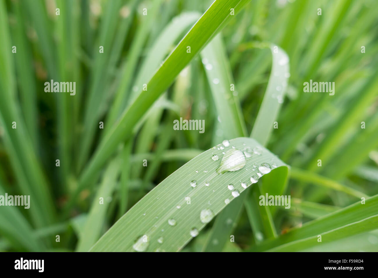 dew on leaf Stock Photo - Alamy