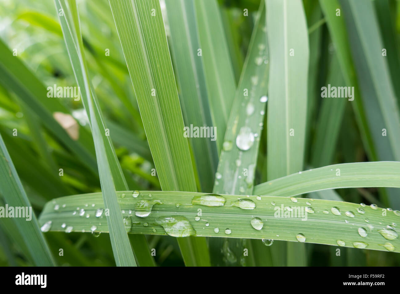 dew on leaf Stock Photo - Alamy