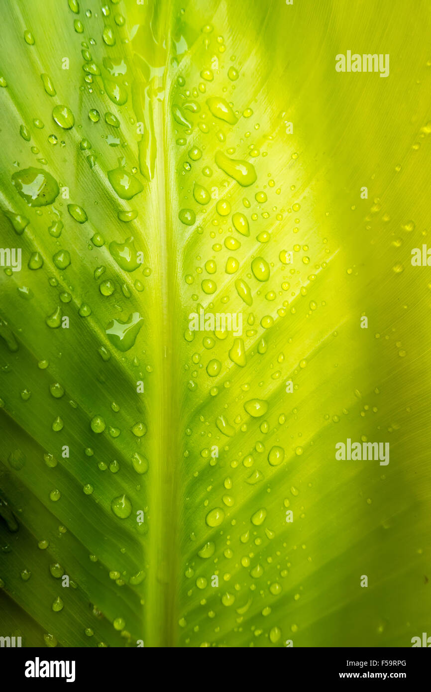 dew on leaf Stock Photo - Alamy