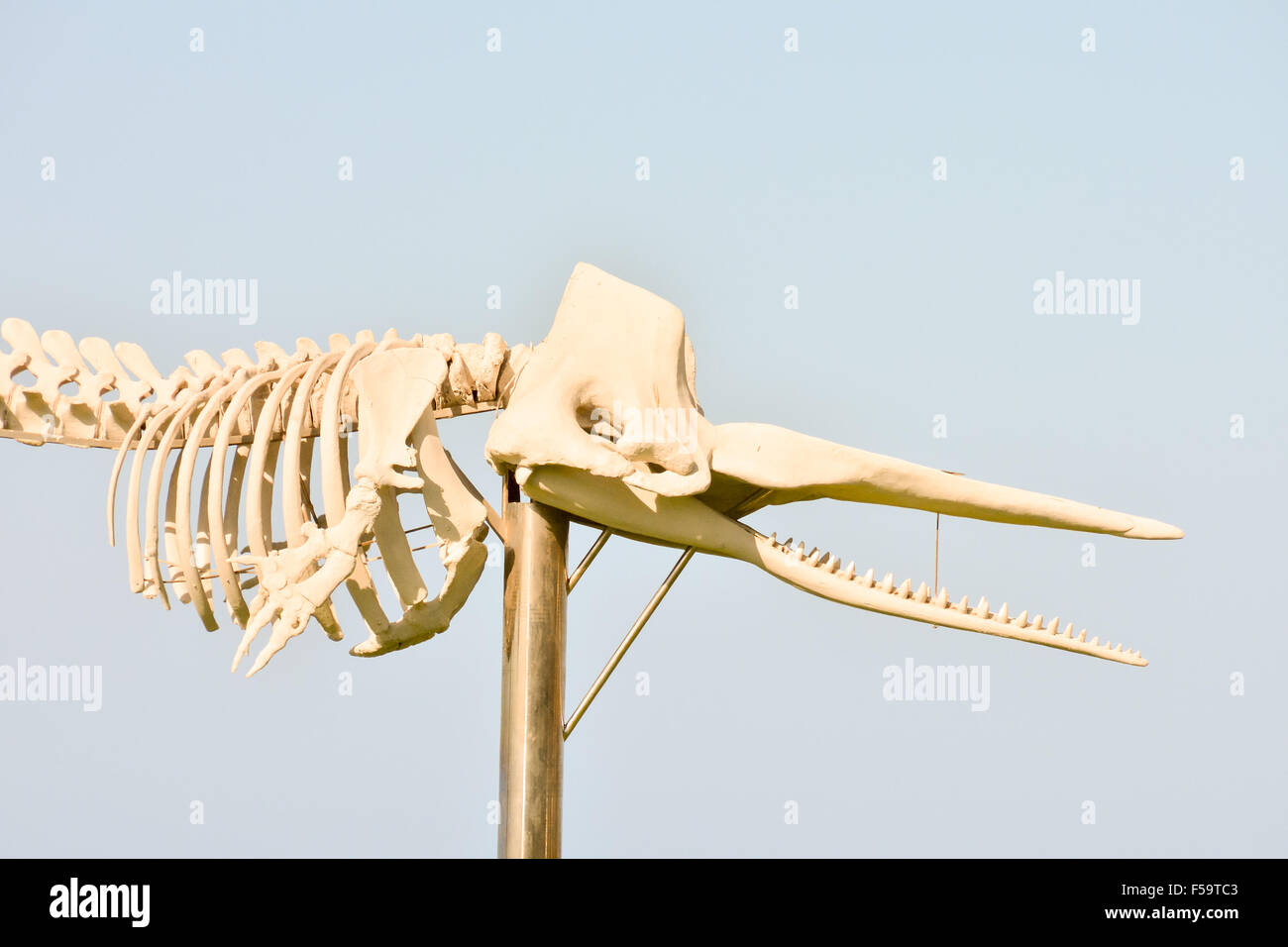 Whale Mammal Skeleton Stock Photo - Alamy