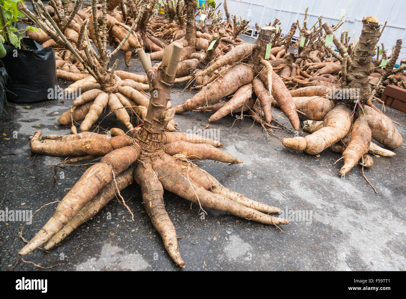 Cassava hi-res stock photography and images - Alamy