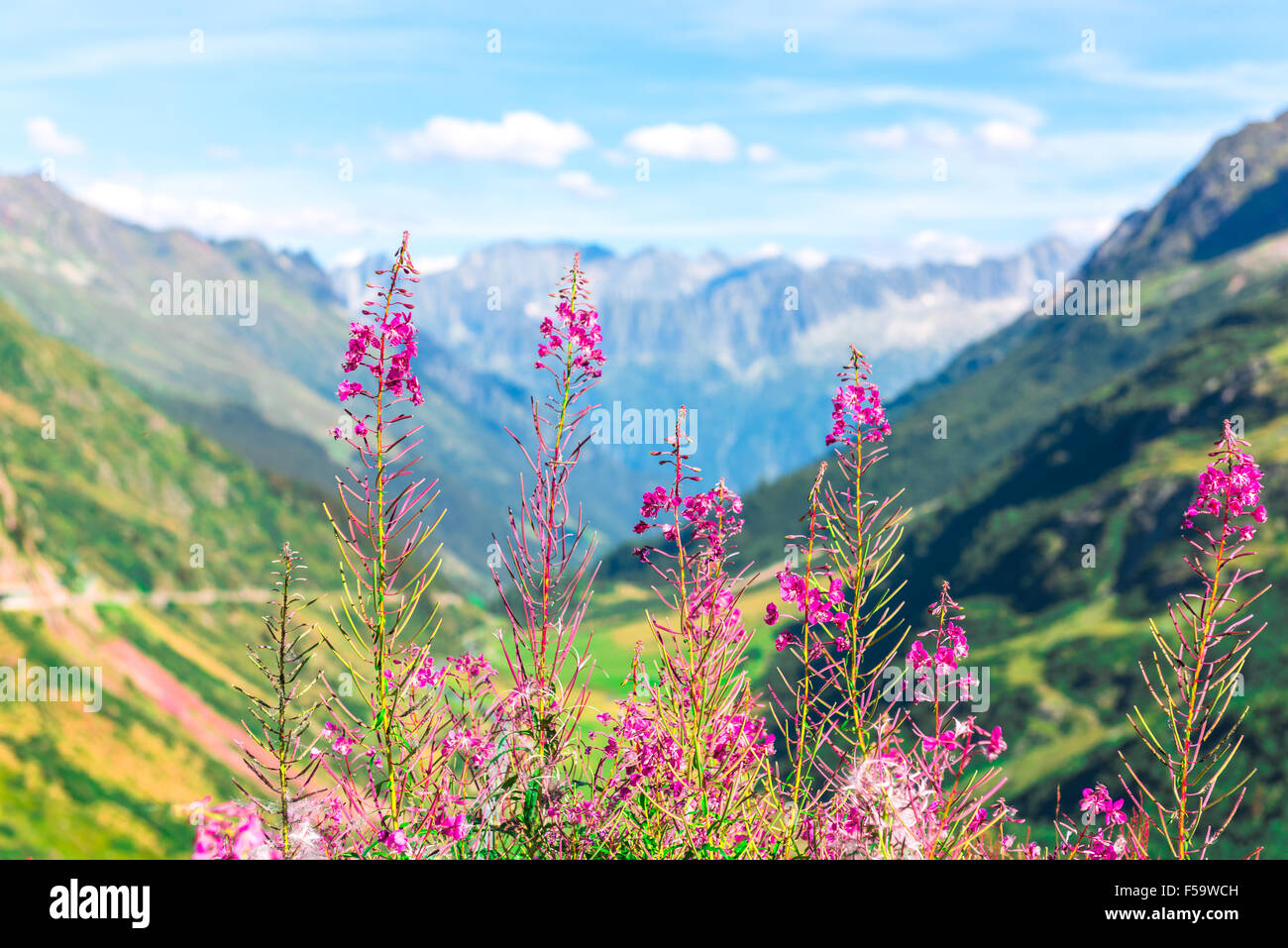 Pink apls hi-res stock photography and images - Alamy