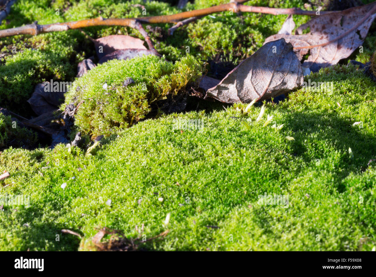 Moss Close Up with leaf Stock Photo - Alamy