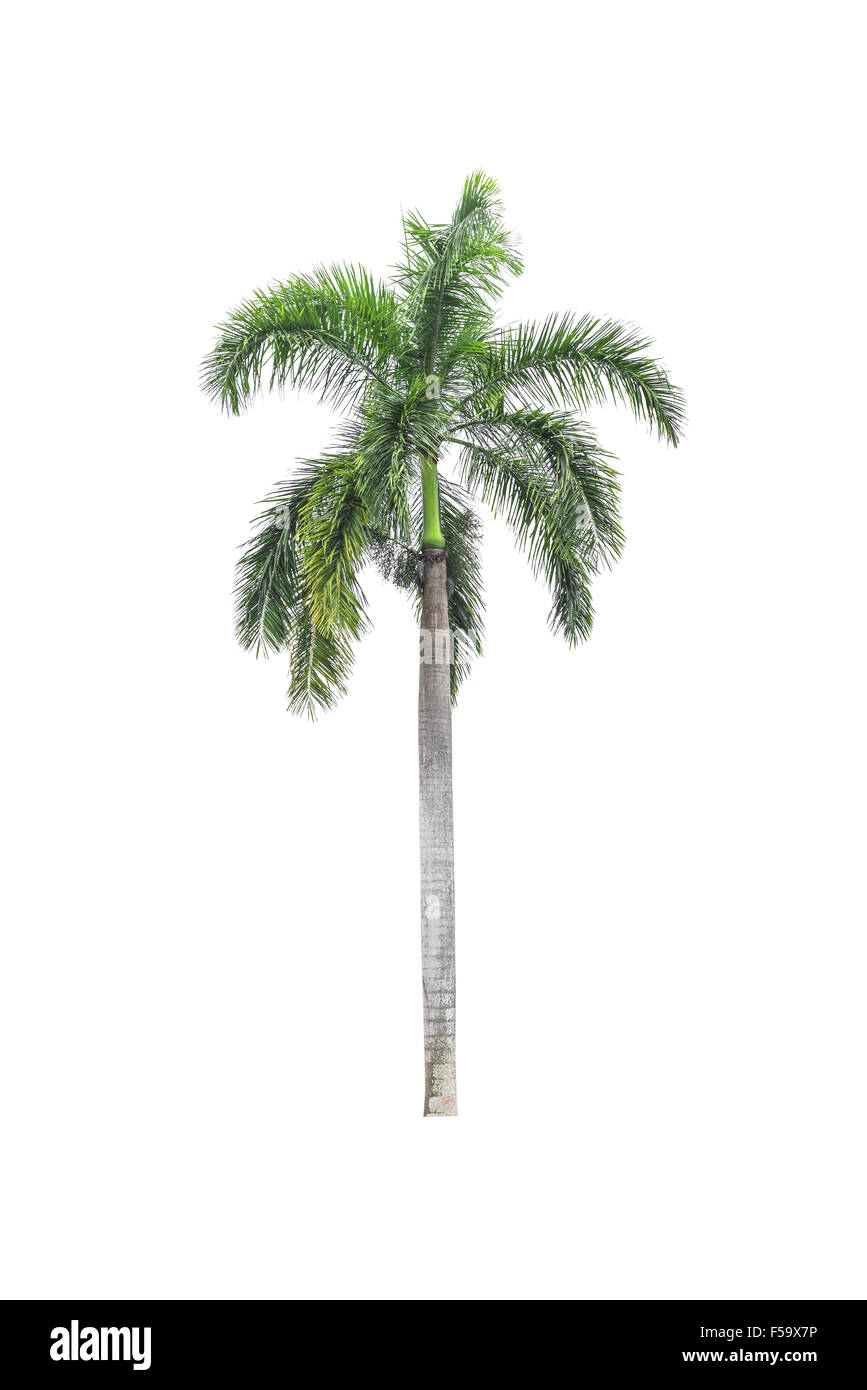 Forest background vertical Cut Out Stock Images & Pictures - Alamy