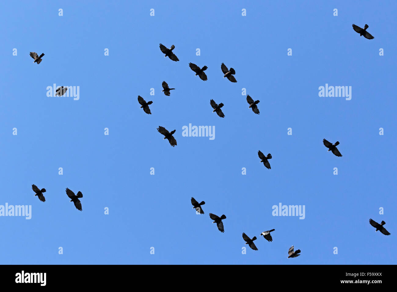 Alpine chough in flight, High Tauern National Park, Carinthia, Austria ...