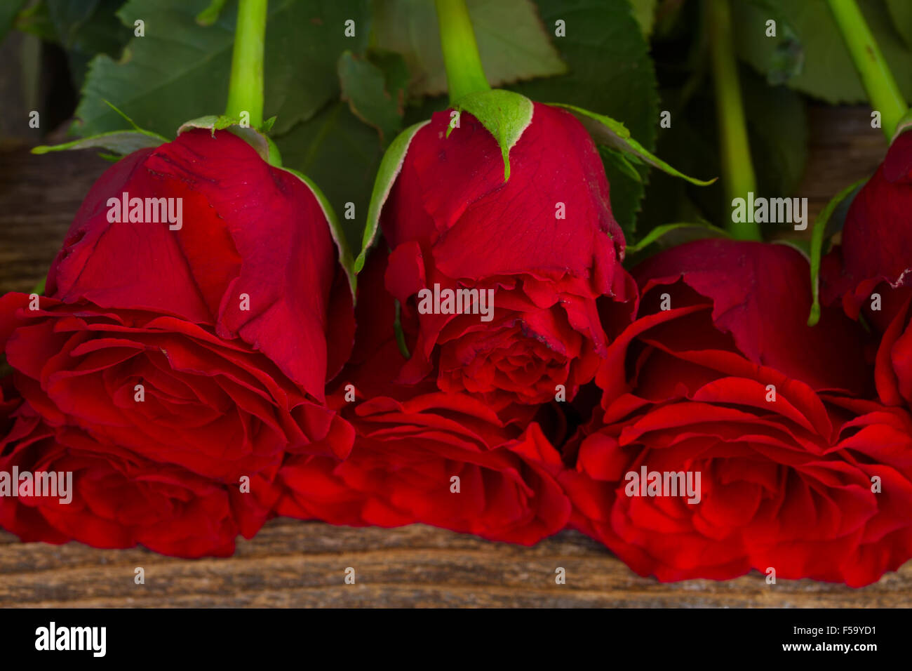 pile of red roses Stock Photo - Alamy