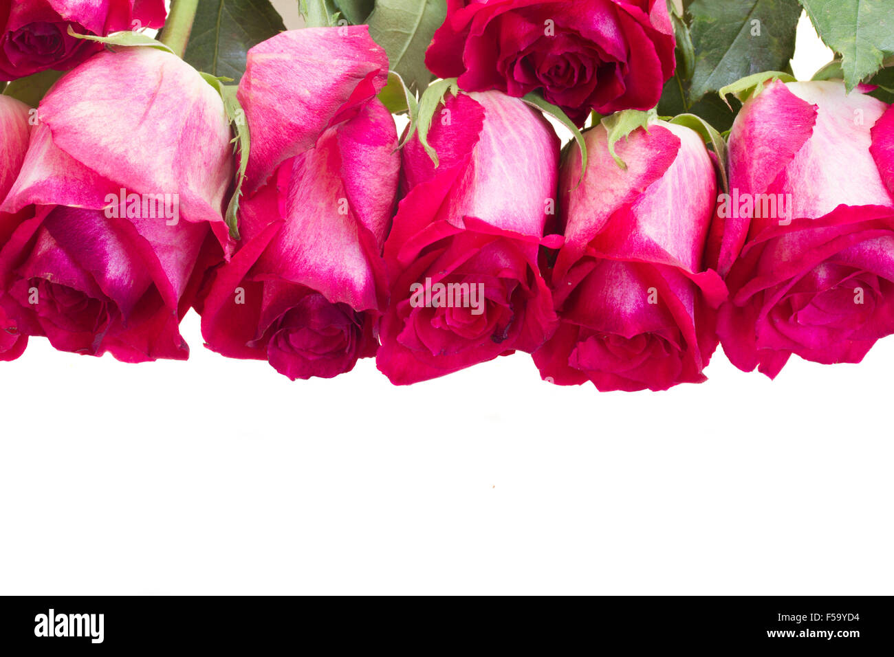 pile of pink roses Stock Photo - Alamy