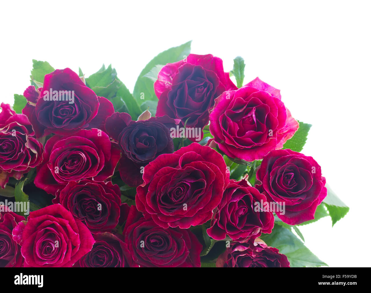 Border of red and pink roses Stock Photo - Alamy