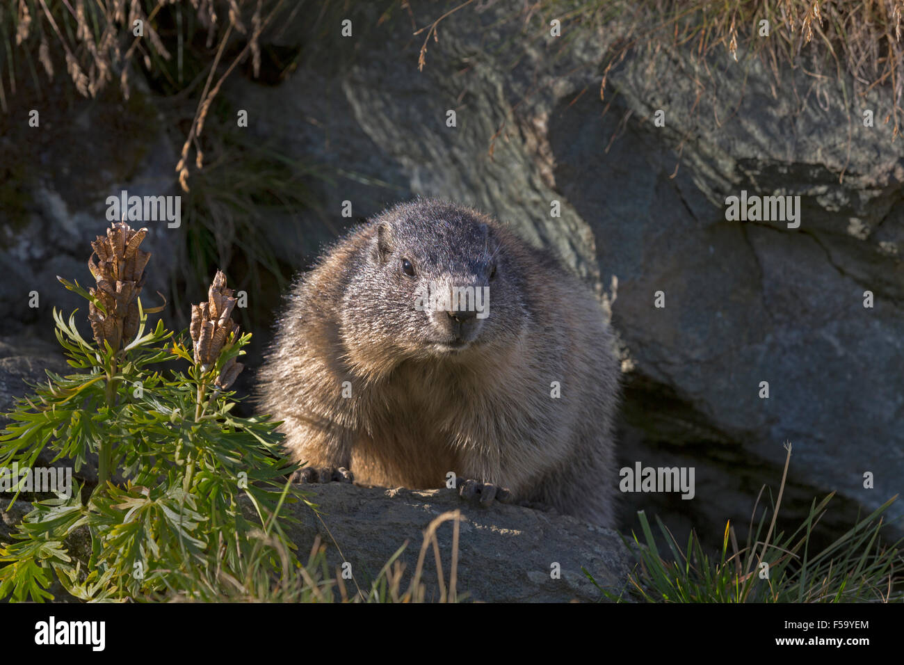 Alpine marmot, High Tauern National Park, Carinthia, Austria, Europe ...