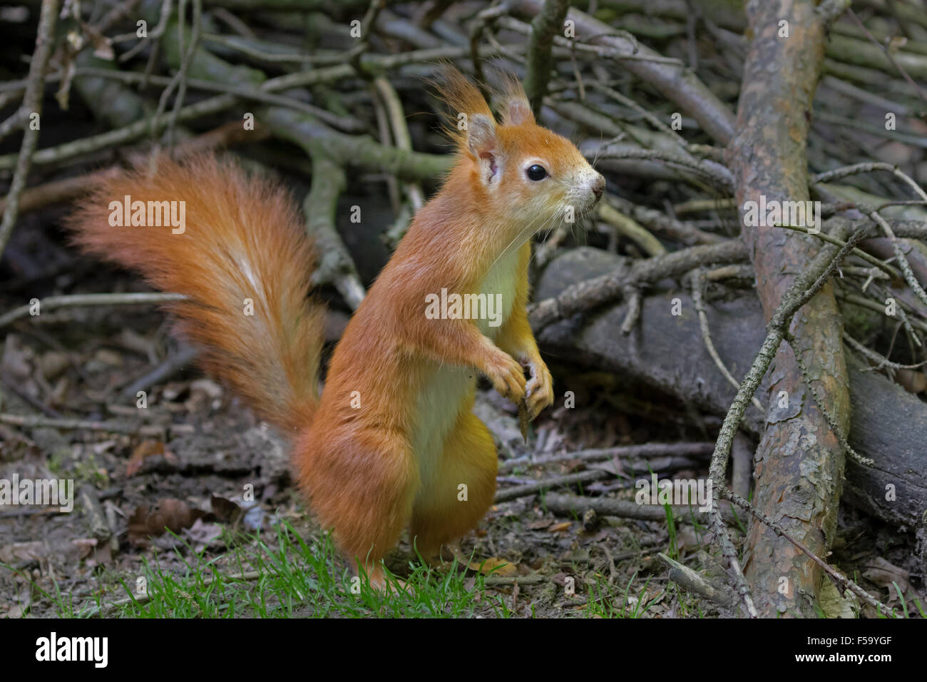 German squirrel hi-res stock photography and images - Alamy