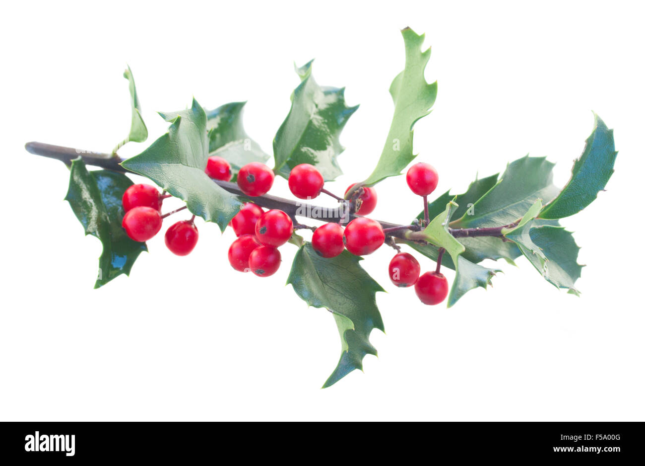 Holly fresh branch Stock Photo - Alamy