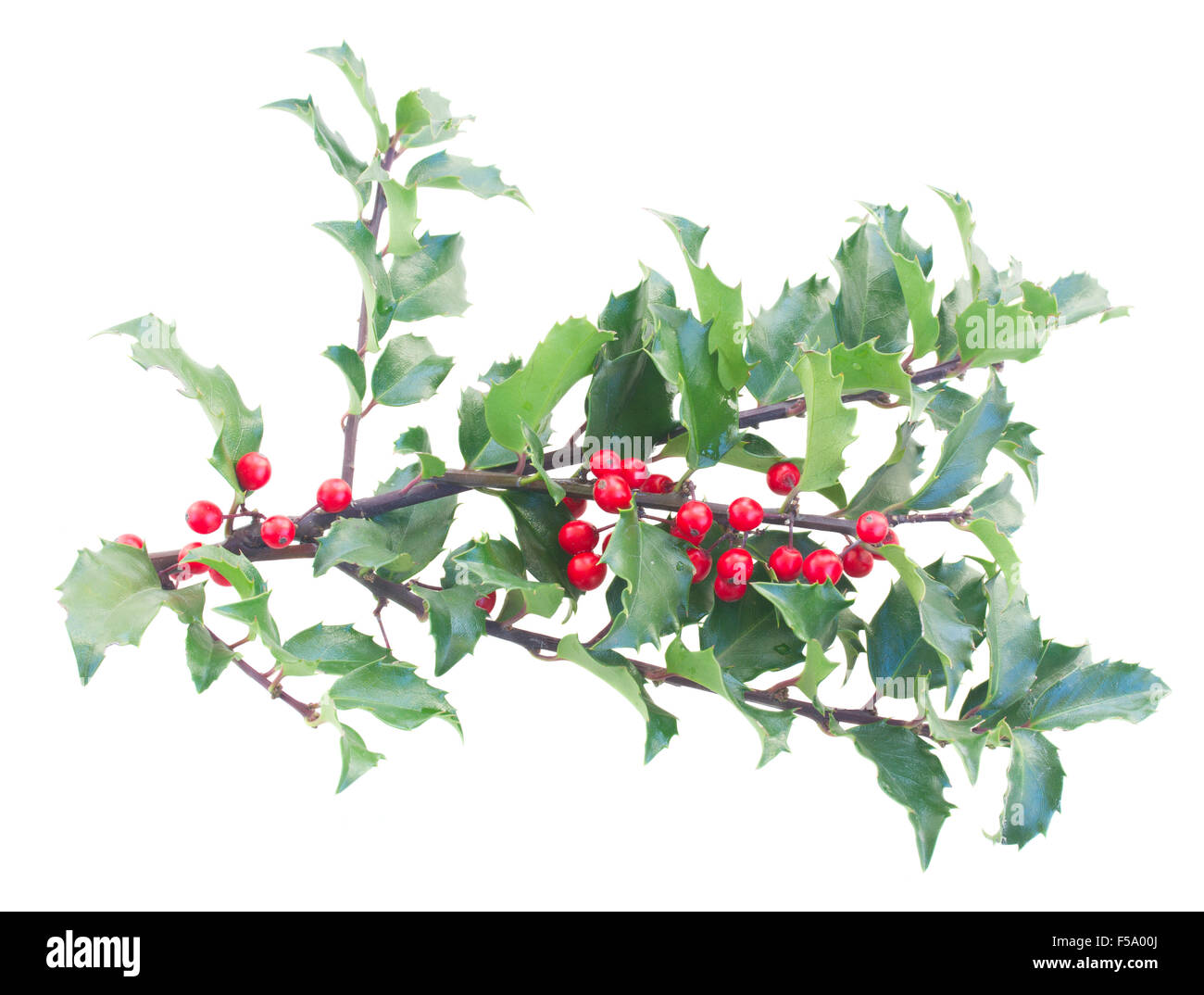 Holly branches leaves red Cut Out Stock Images & Pictures - Alamy