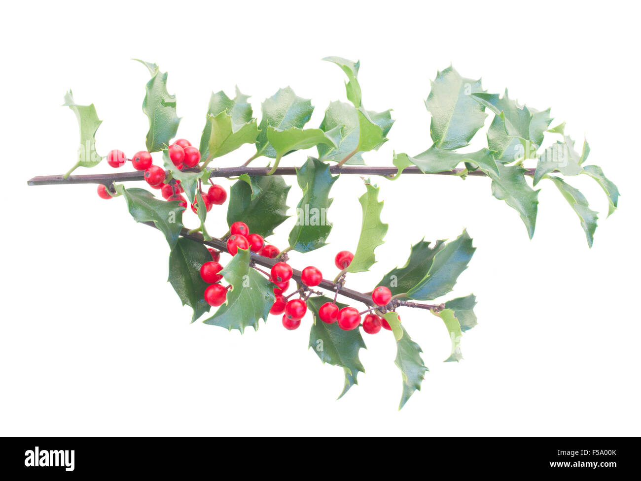 Holly branch on white Stock Photo - Alamy