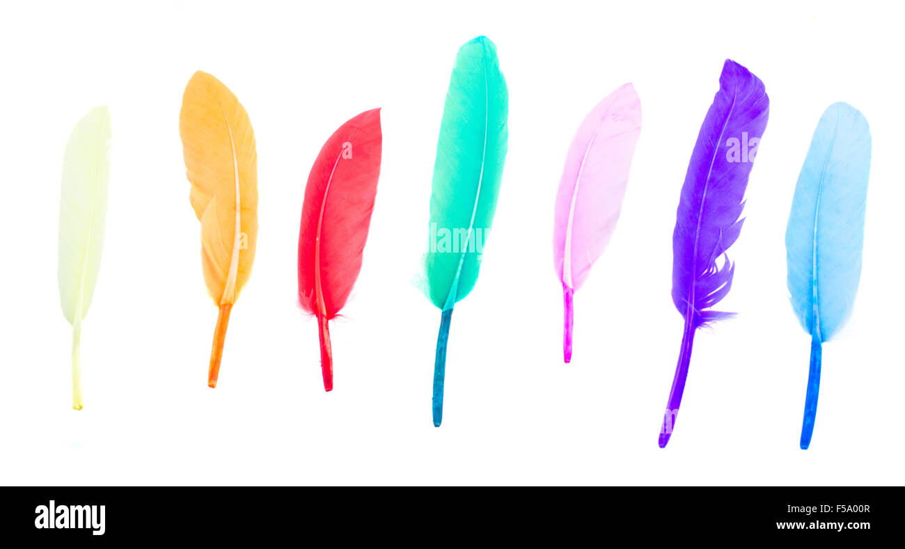 row of multicolored bird feathers Stock Photo - Alamy