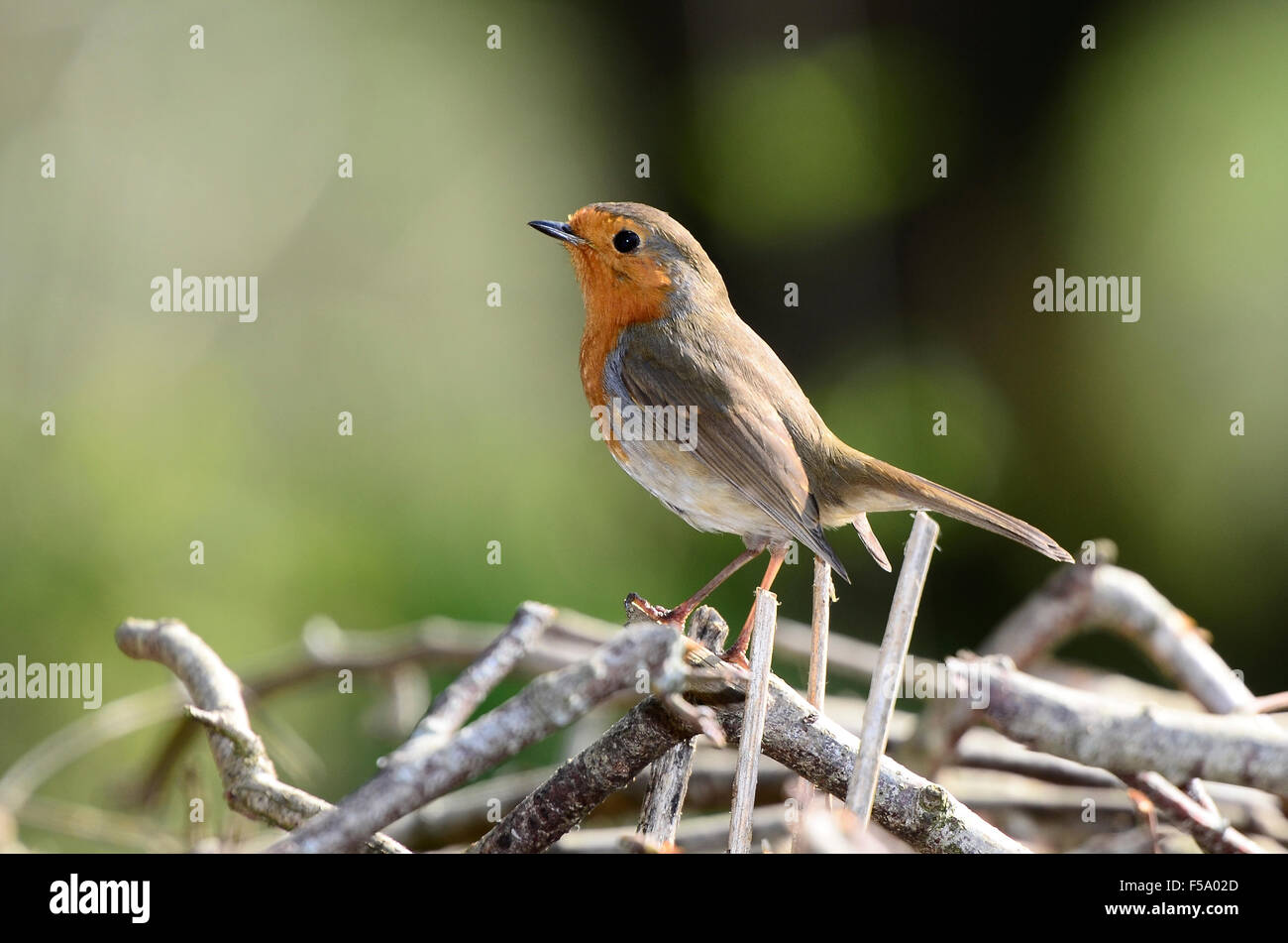 Pile Of Sticks Garden High Resolution Stock Photography and Images - Alamy