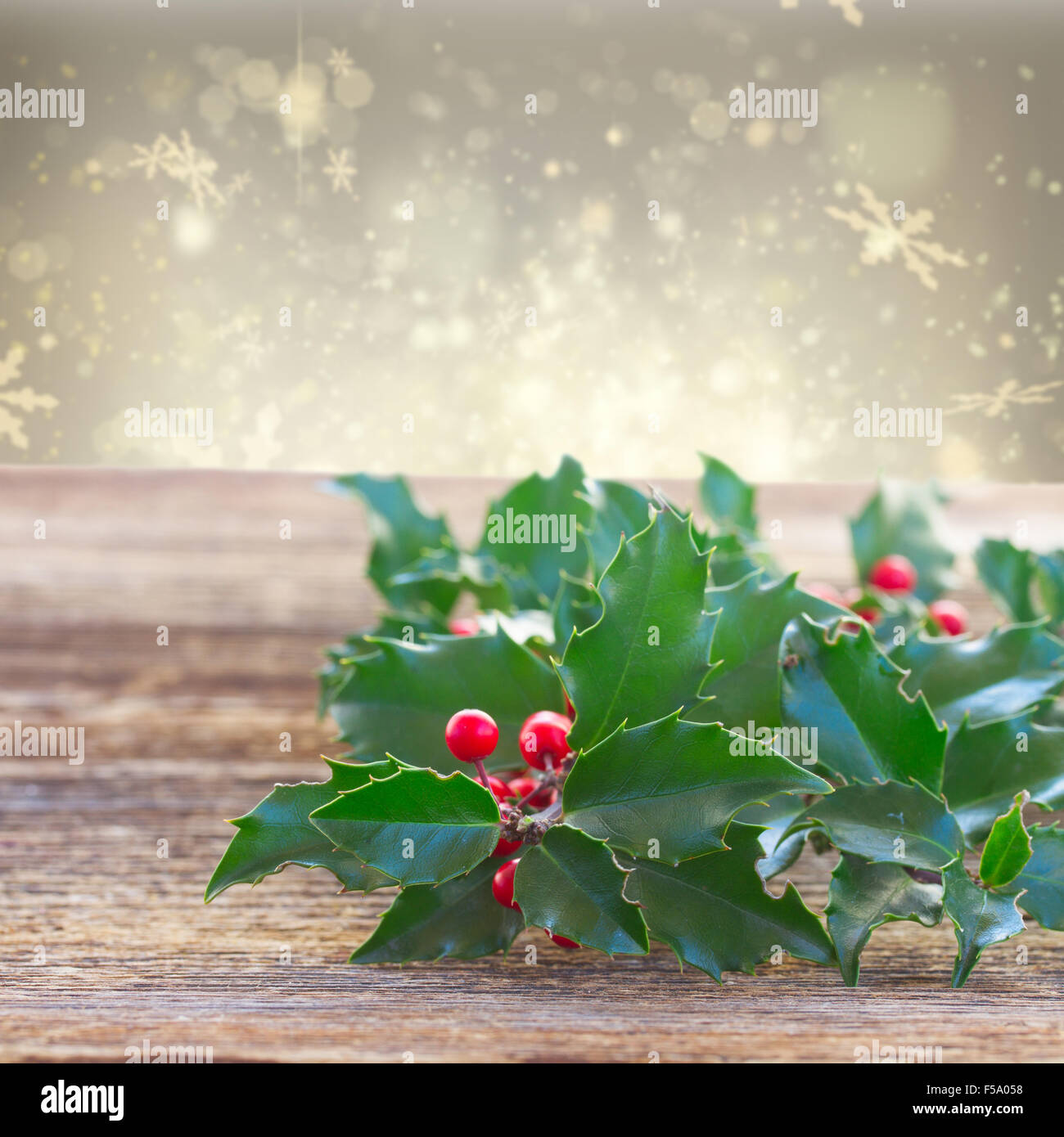 Holly fresh branch Stock Photo - Alamy