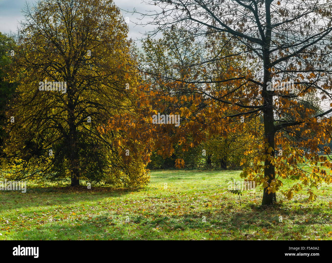 Autumn trees in a London park Stock Photo - Alamy