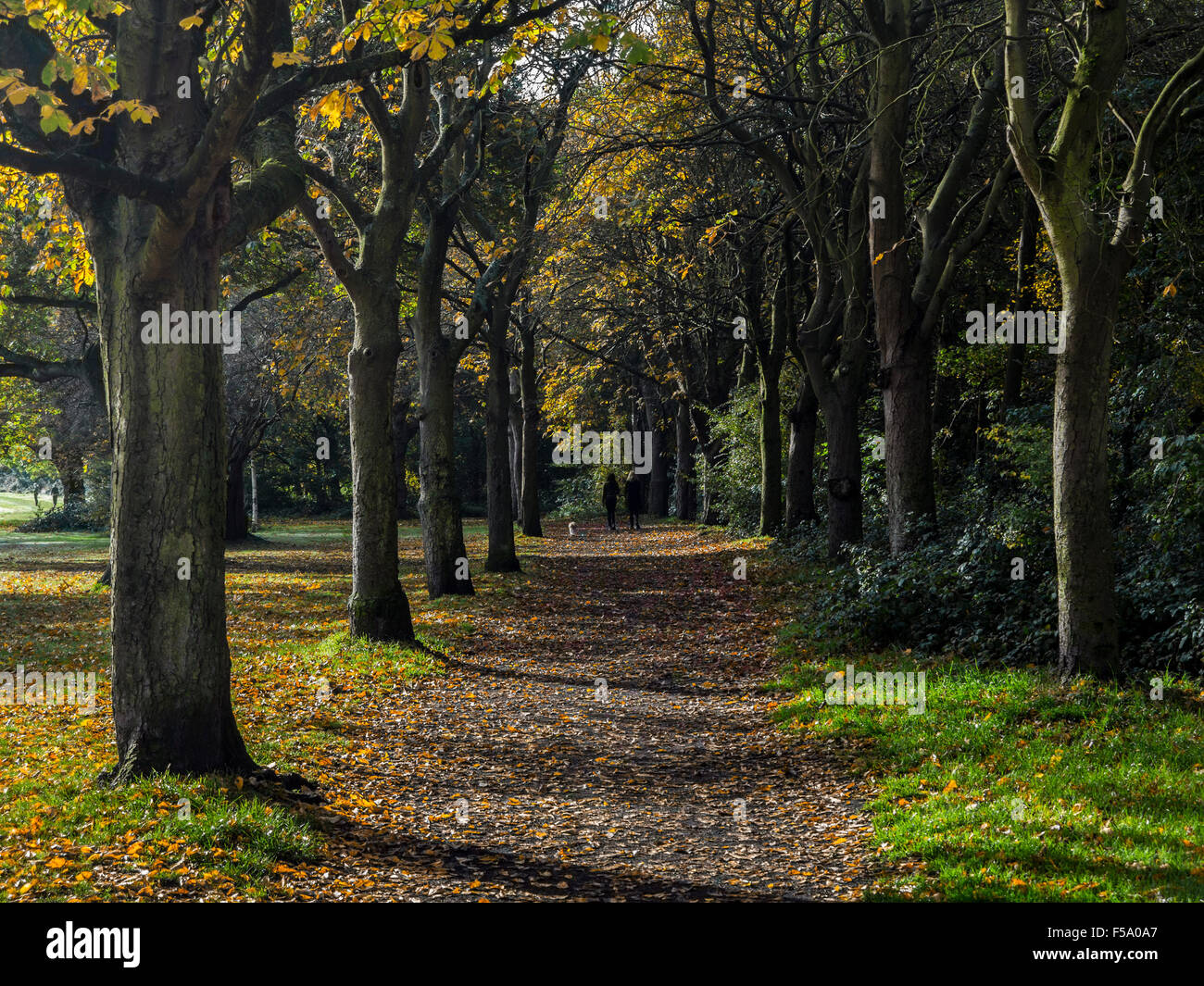 Autumn trees in a London park Stock Photo - Alamy
