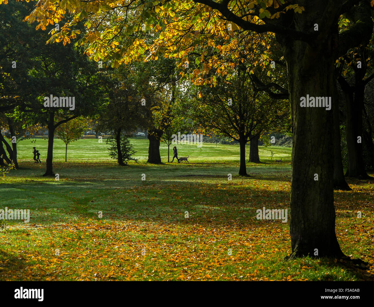 Autumn trees in a London park Stock Photo - Alamy