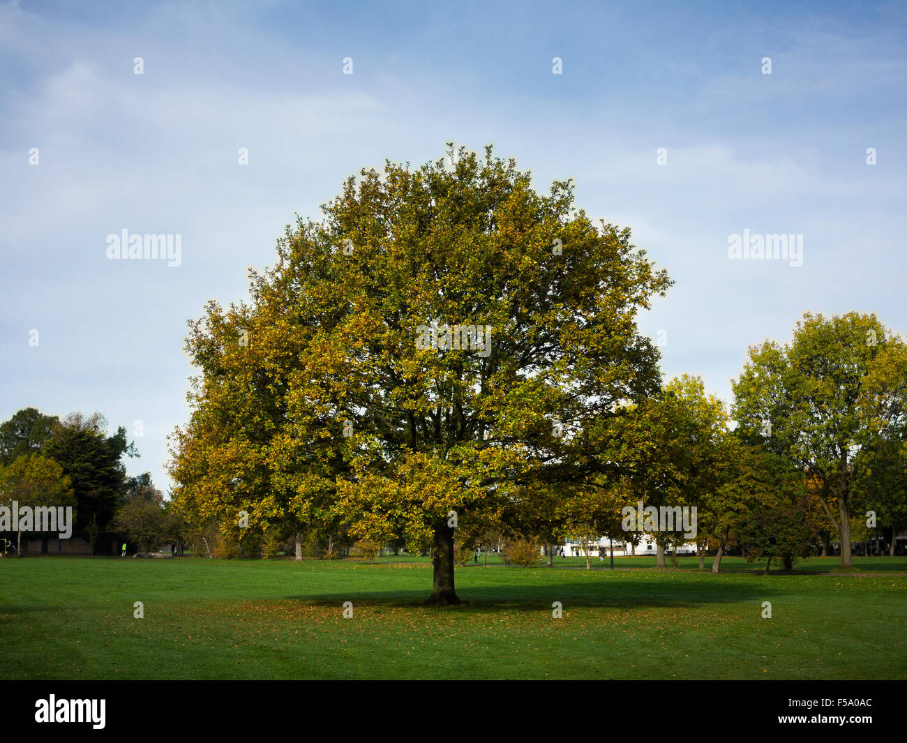 Autumn trees in a London park Stock Photo - Alamy