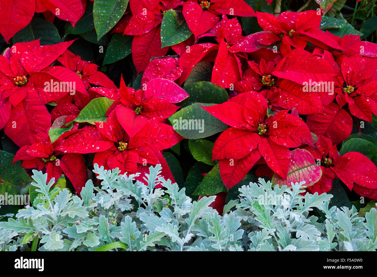 Poinsetia flower hi-res stock photography and images - Alamy