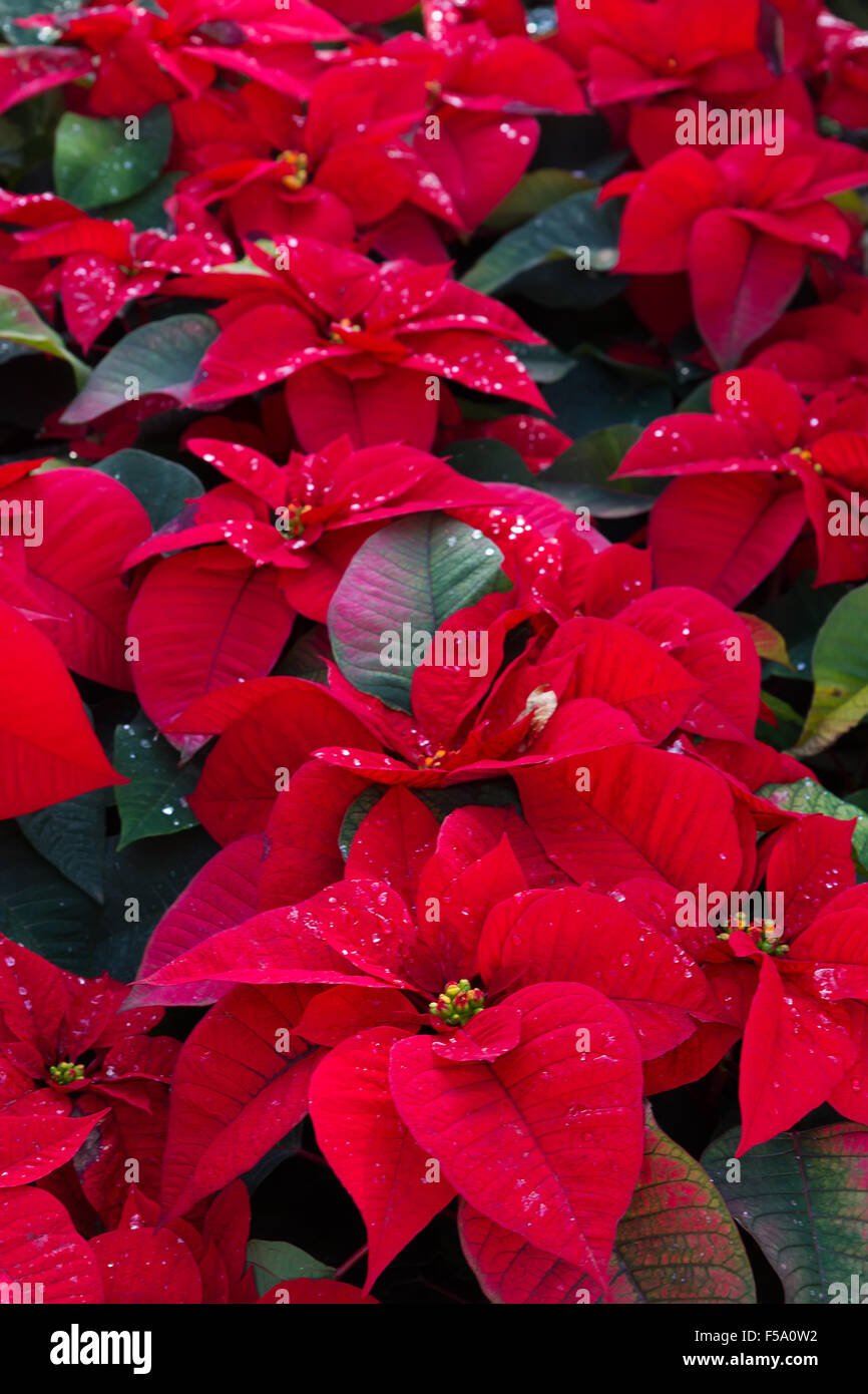 Poinsetia flower hi-res stock photography and images - Alamy