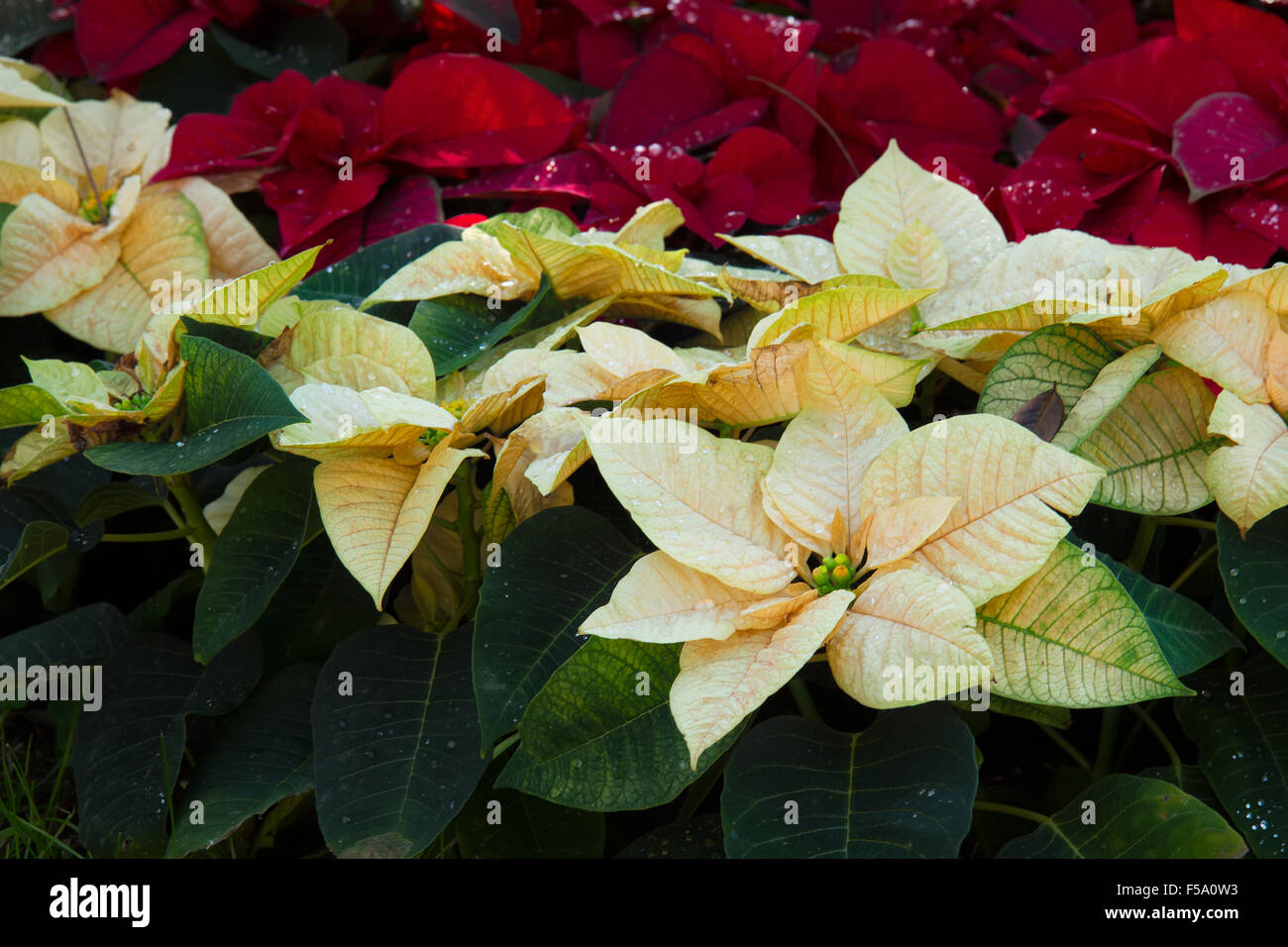Poinsetia flower hi-res stock photography and images - Alamy