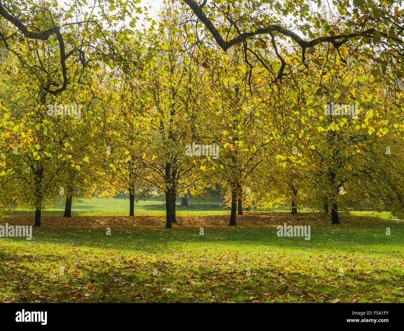 Autumn trees in a London park Stock Photo - Alamy