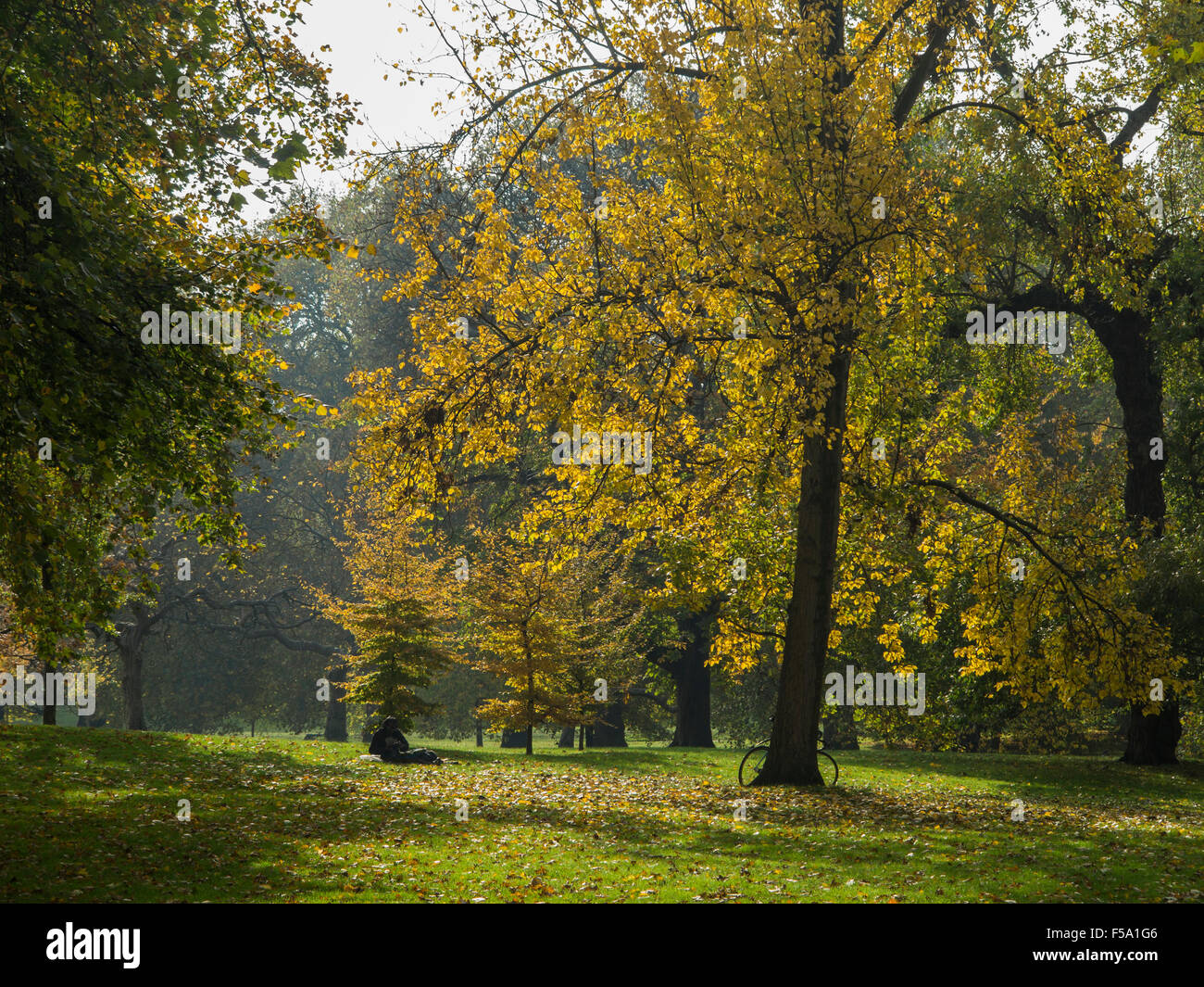 Autumn trees in a London park Stock Photo - Alamy