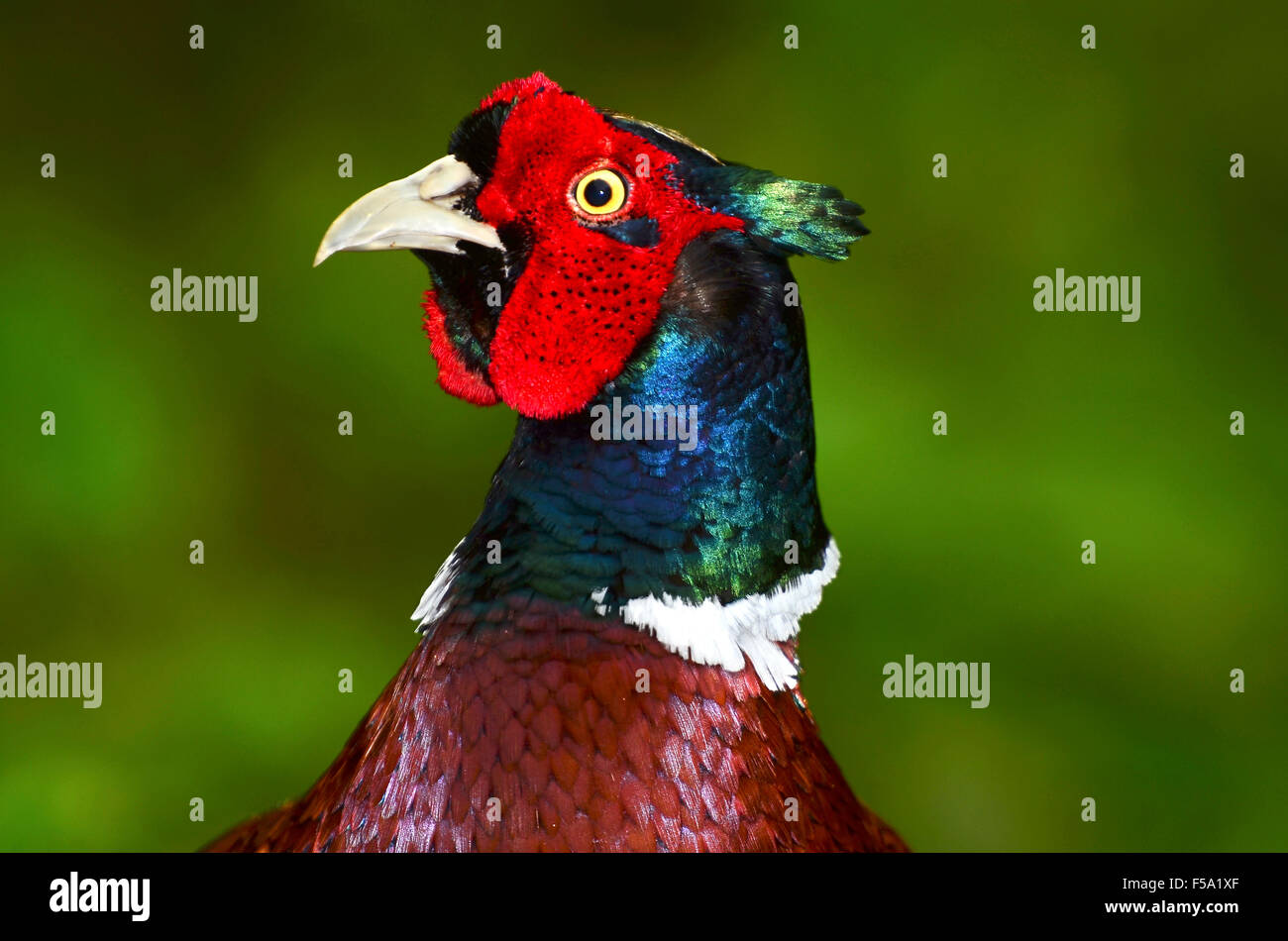 Mature pheasant hi-res stock photography and images - Alamy