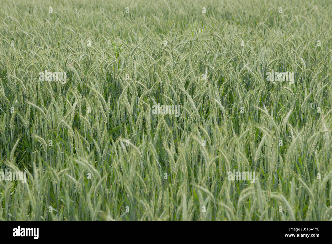 Getreide pflanzen getreide hi-res stock photography and images - Alamy