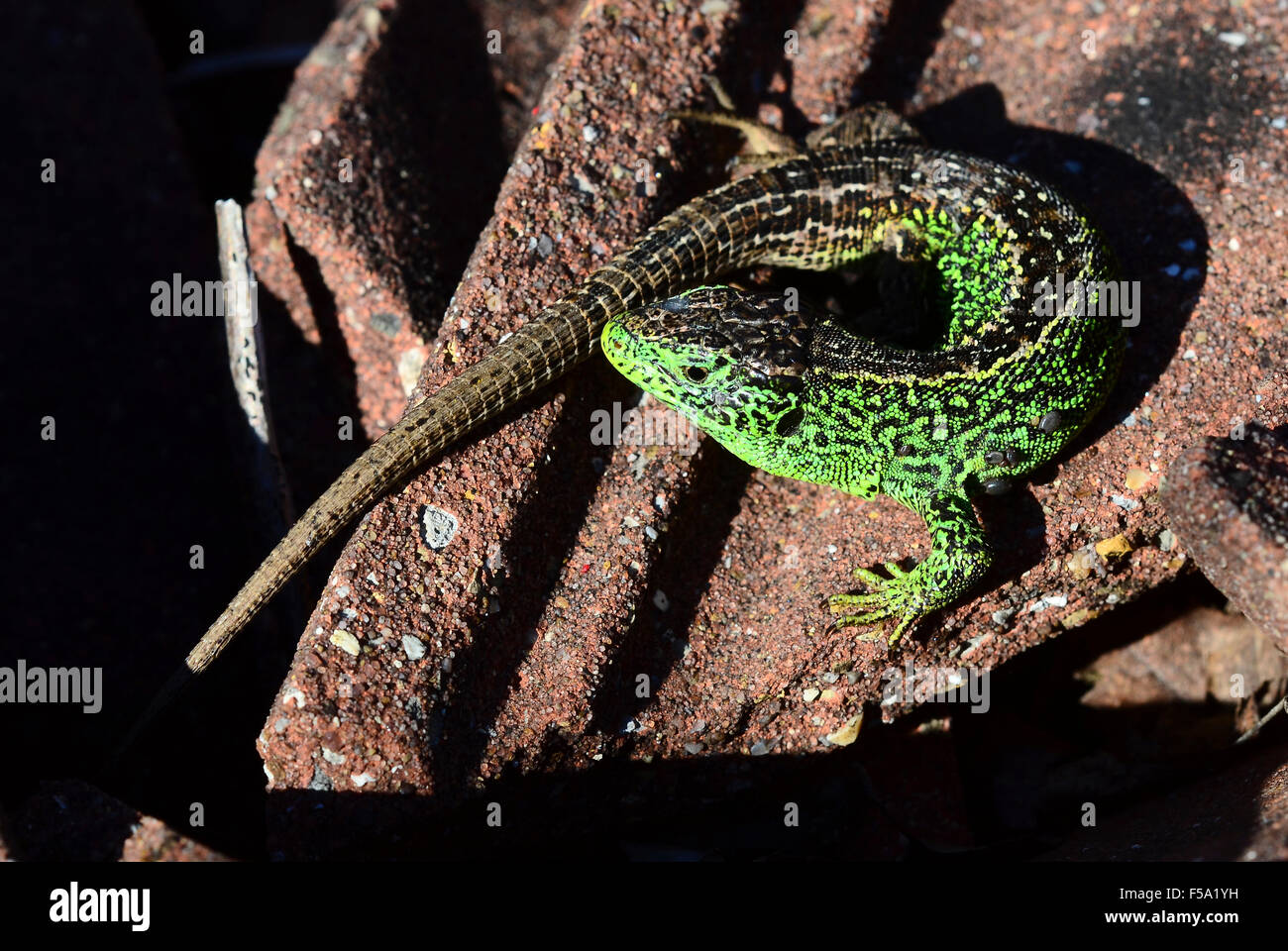 Curved tiles hi-res stock photography and images - Alamy