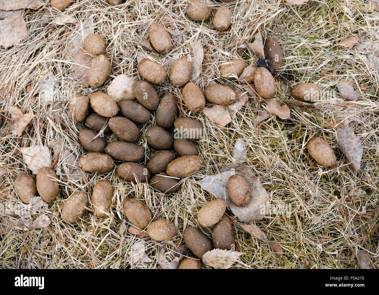 Moose poop from a adult,typically from a wintering animal picture from ...