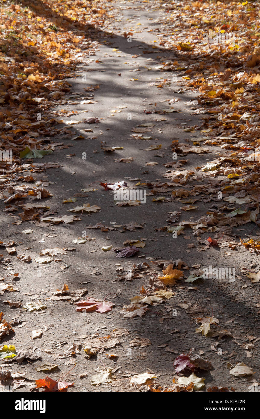 Autumn leaves on pavement. Sunny day Stock Photo - Alamy
