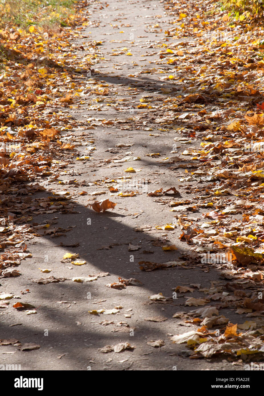 Autumn leaves on pavement. Sunny day Stock Photo - Alamy