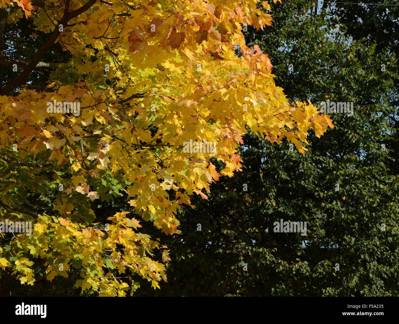 Maple with golden leaves on a sunny day Stock Photo - Alamy