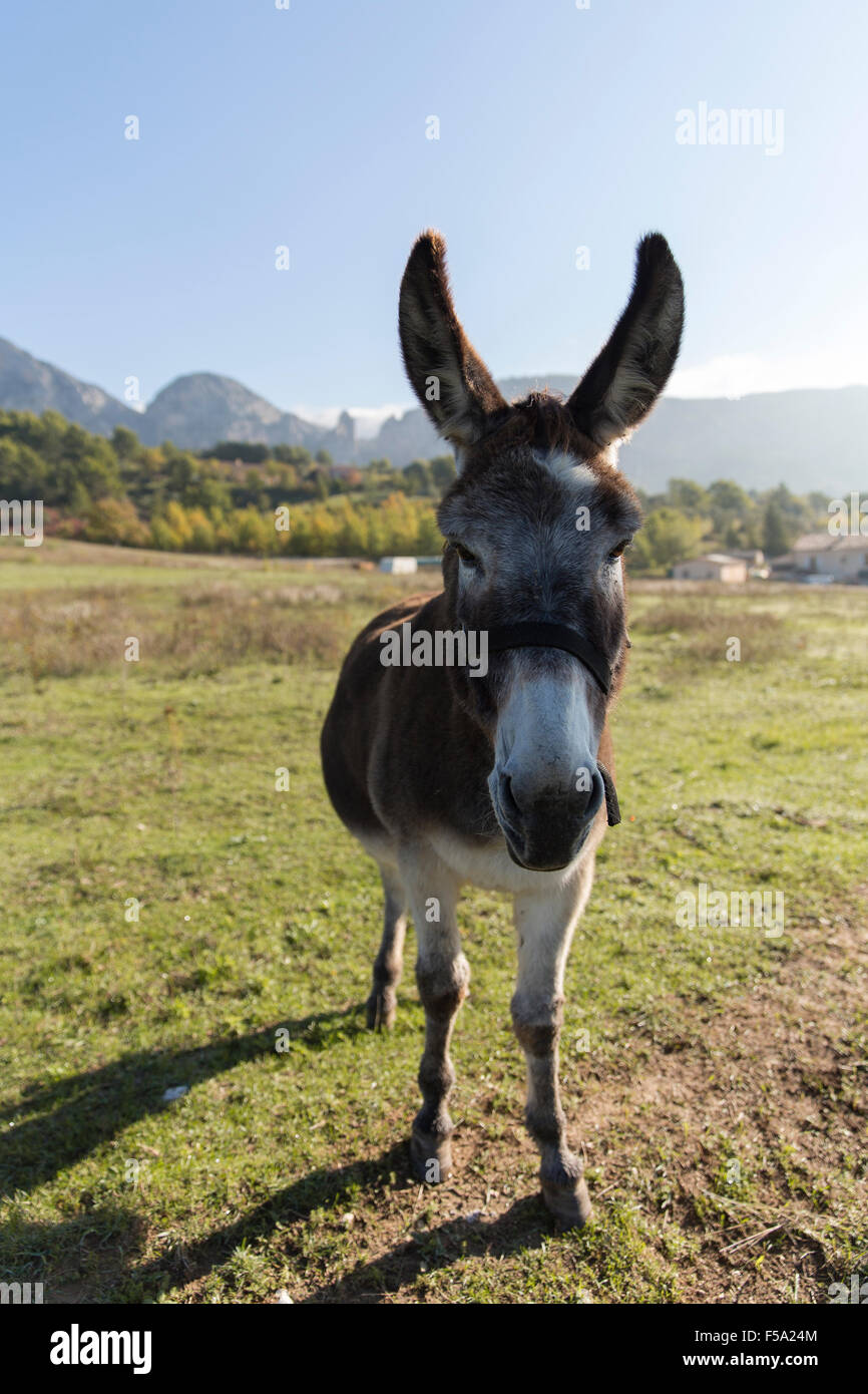 Donkey near Moustiers-Sainte-Marie, Provence, France Stock Photo - Alamy