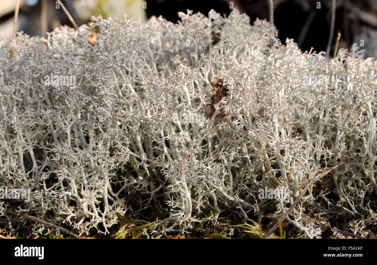 Slow growing plant hi-res stock photography and images - Alamy