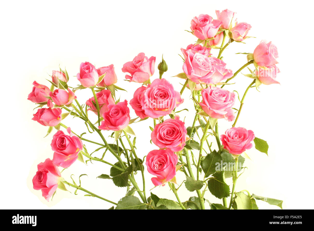 Bouquet of small pink roses isolated on white background Stock Photo ...